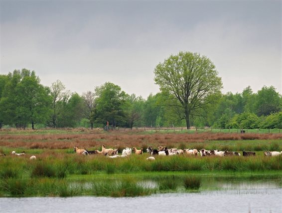 Bargerveen - Provincie Drenthe