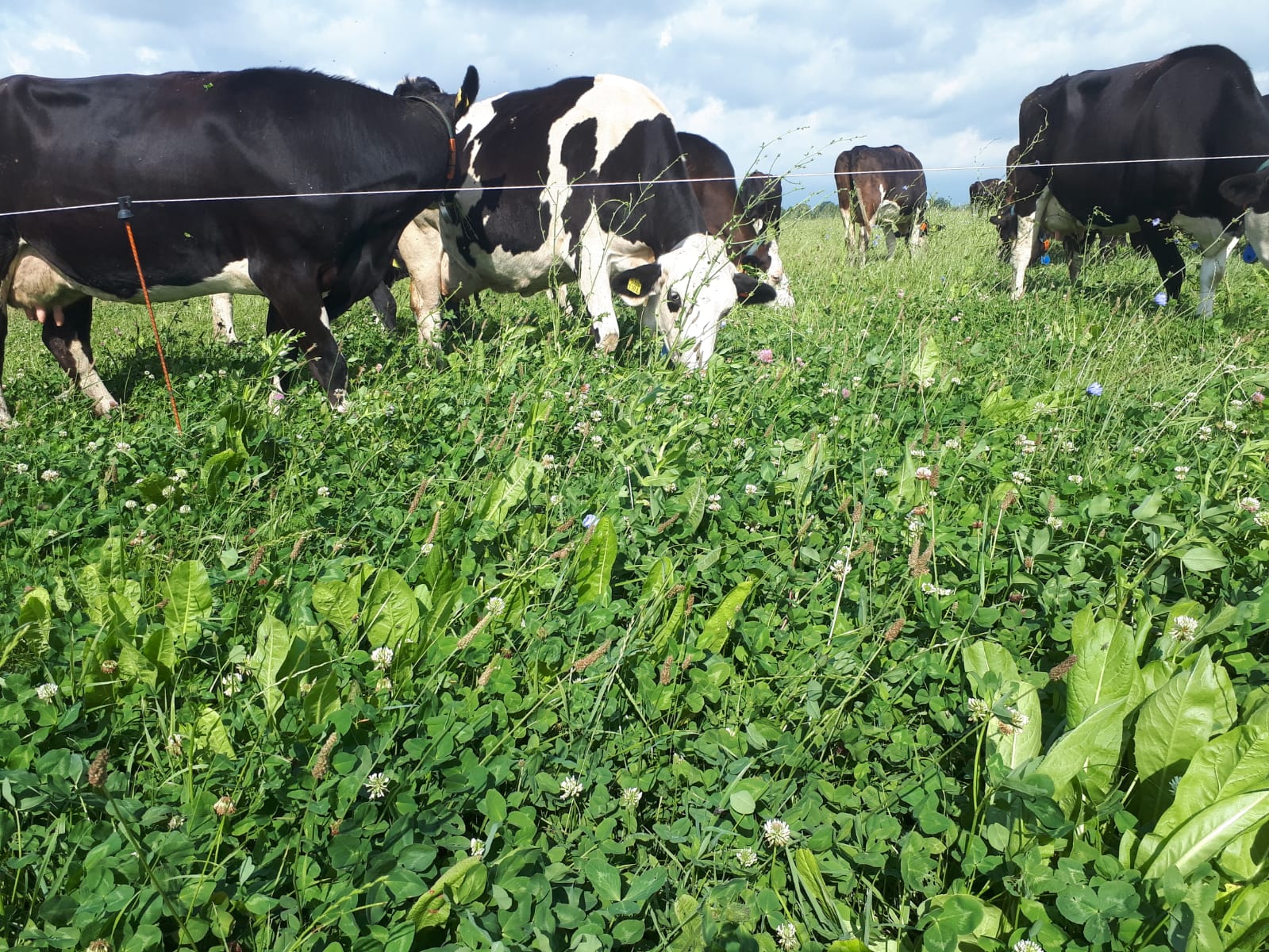 Bijeenkomst kruidenrijk grasland | Provincie Drenthe