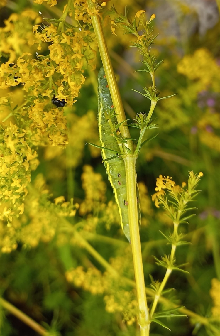 Bloemen en vlinders bij bezoekerscentrum Dwingelderveld | Portalsite ...