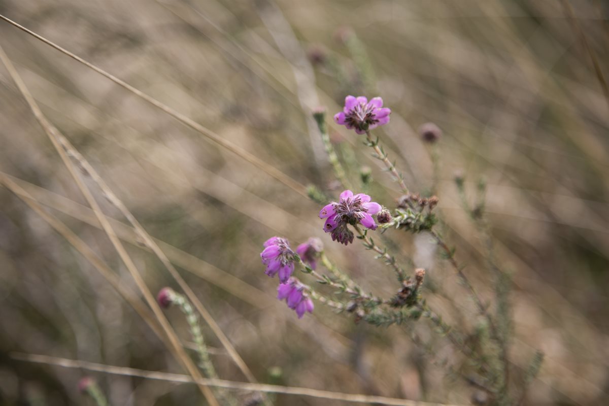 Ruimte voor de vochtige heide | Portalsite Drents-Friese Grensstreek